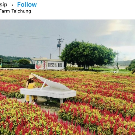 How To Go Flower Farm Taichung From Taipei | Best Flower Site