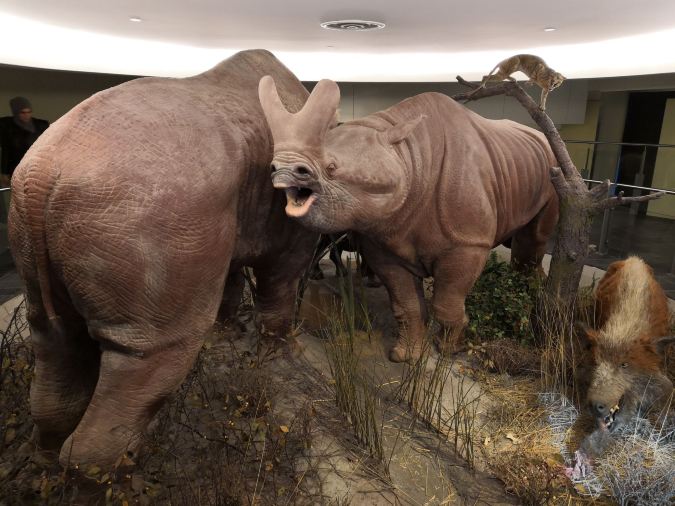 Canadian Museum Of Nature Inside