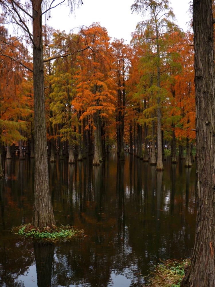 Qingpu District Travel Guide 2023 - Things to Do, What To Eat & Tips ...