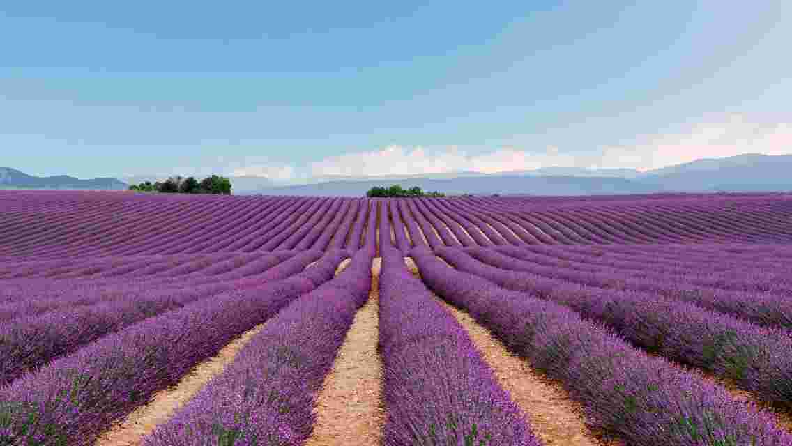 프랑스 프로방스 니스 구시가지 니스 캐슬힐 칸 모나코 아비뇽 5일 투어 라벤더 시즌 전세 투어