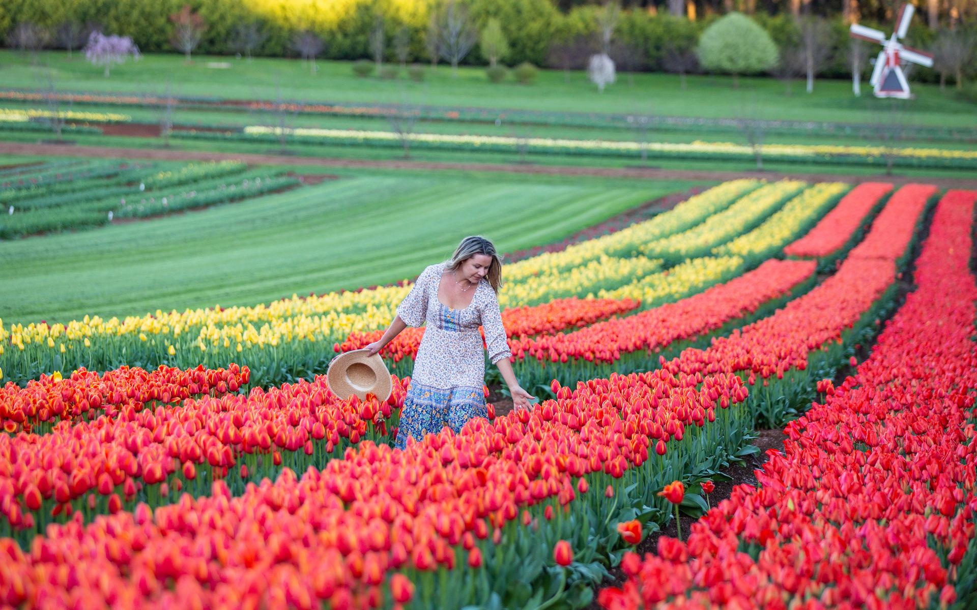 Tesselaar Tulip Festival | Silvan: Tickets, Dates & Itineraries | Trip.com