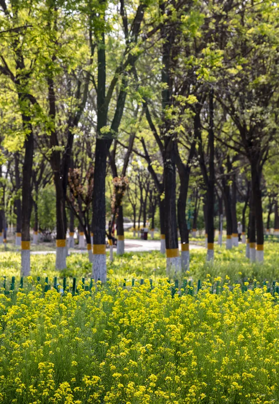 Beijing Pear Orchard Tickets [2025] - Promos, Prices, Reviews & Opening ...