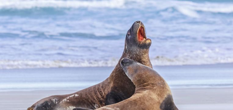 Cape Saunders Travel Guide 2026: Top Attractions, Things to Do & Deals ...
