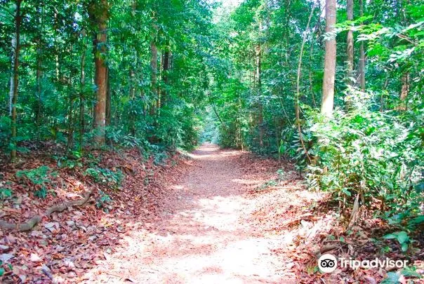 Bukit Timah Nature Reserve Tickets [2025] - Promos, Prices, Reviews ...