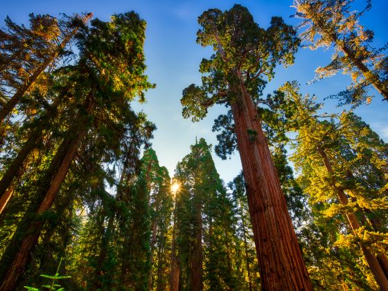 Forest Humboldt County