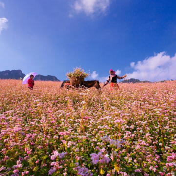 THE 10TH BUCKWHEAT FLOWER FESTIVAL 2024 | Sang Tung: Tickets, Dates ...