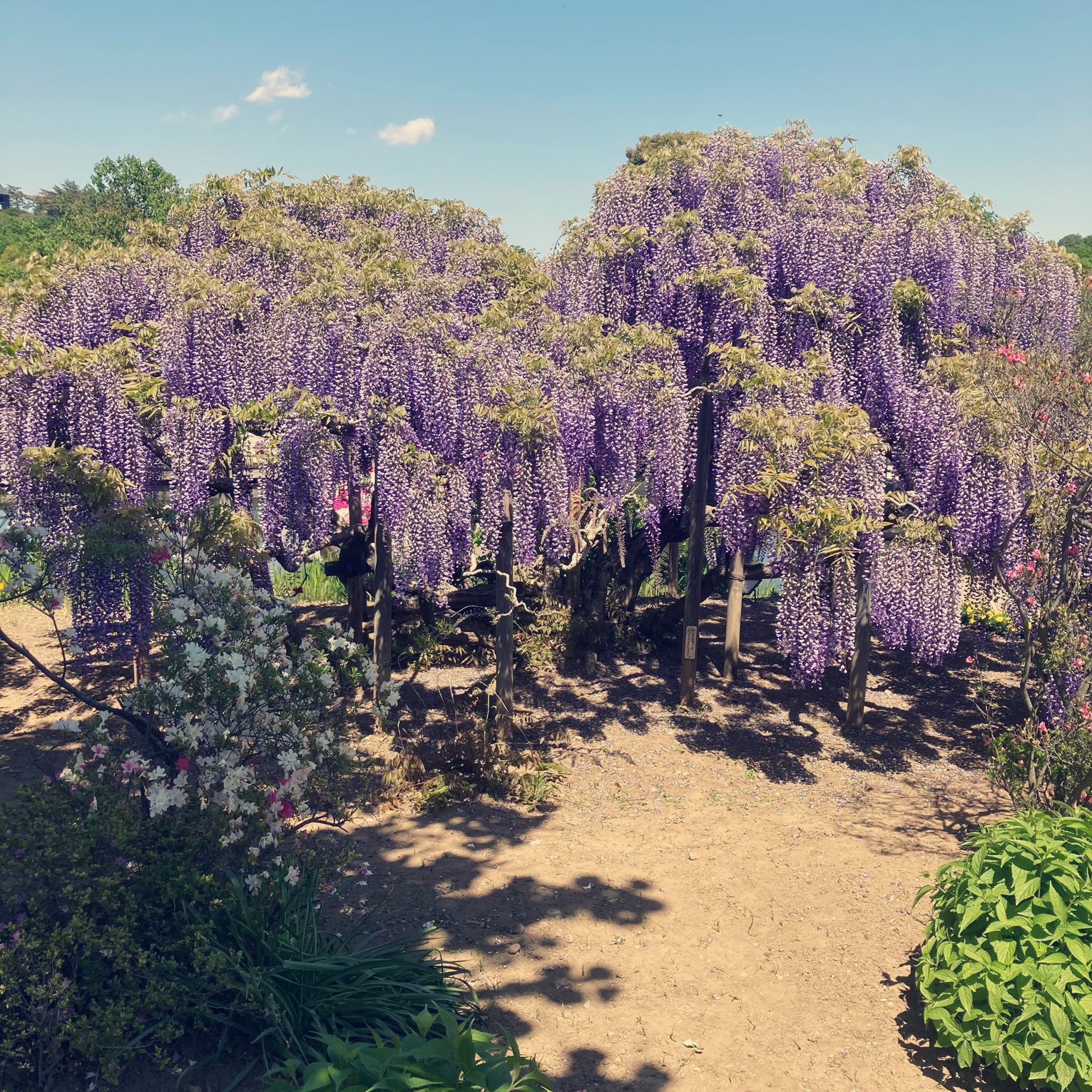 Ashikaga 2023 Top Things to Do - Ashikaga Travel Guides - Top ...