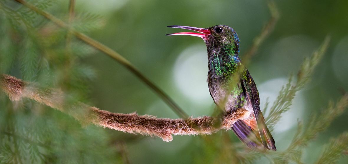 Things to do in Little Belize (2025): Top nearby activities,popular ...