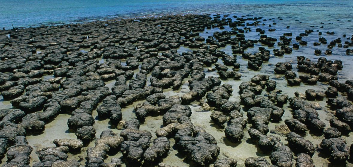 Shark Bay Travel Guide 2026: Top Attractions, Things to do & Itinerary ...