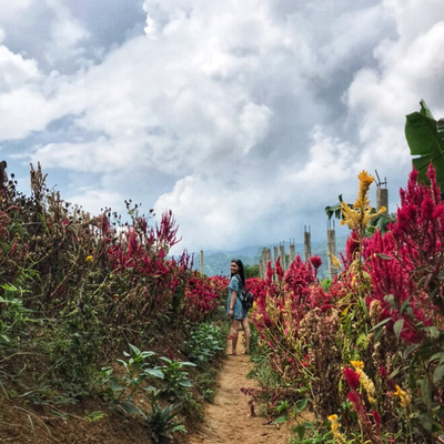 Flower Farm Cebu City | Best Flower Site