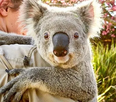14 Amazing Wildlife Encounters in Sydney and New South Wales - Trip.com