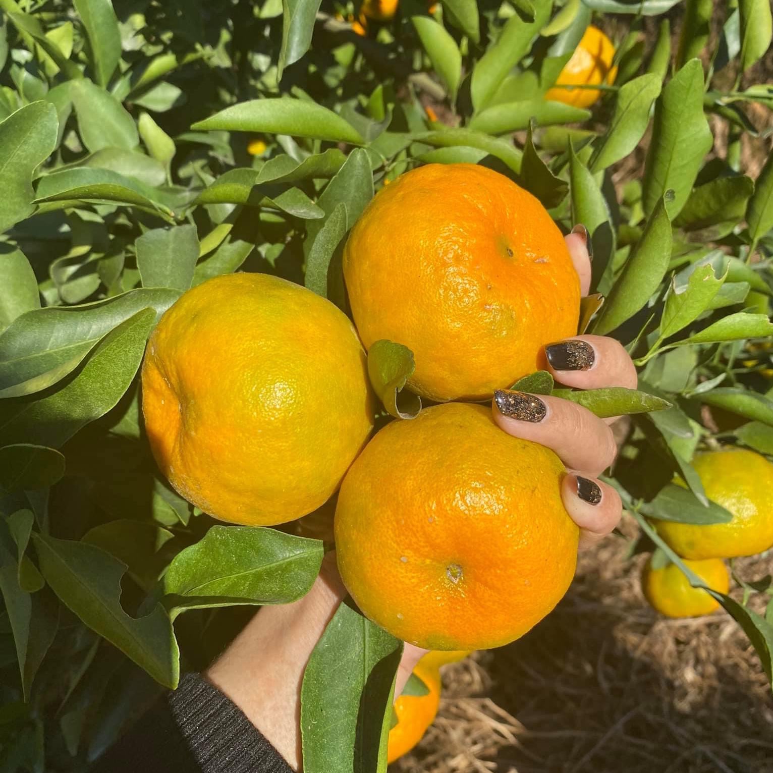 Anxi Travel Guide 2023 - Things to Do, What To Eat & Tips | Trip.com