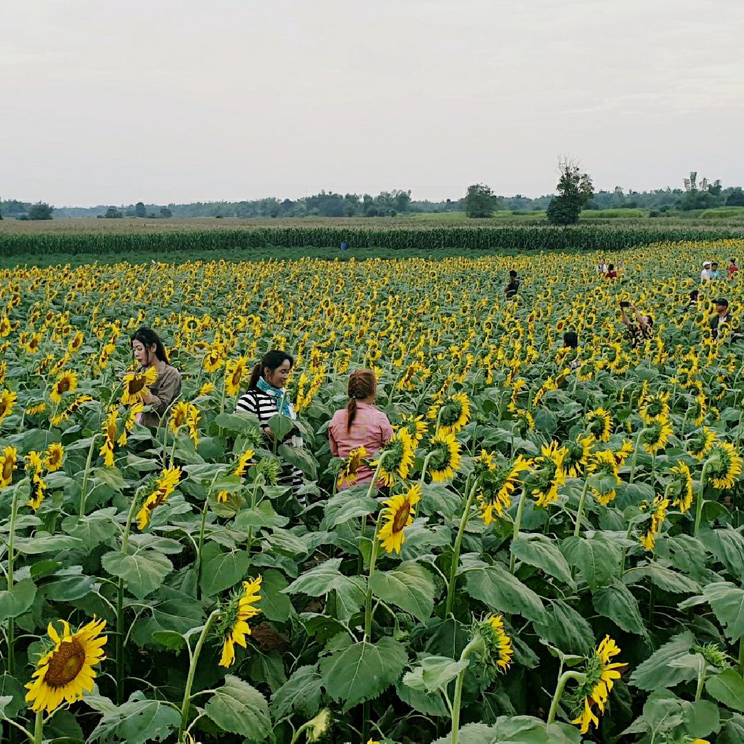 Sunflower Fields Near Brisbane | Best Flower Site