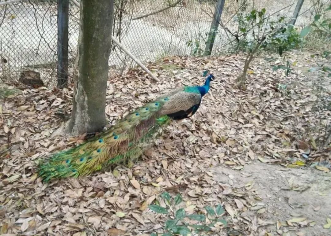 Fuzhou Zoo