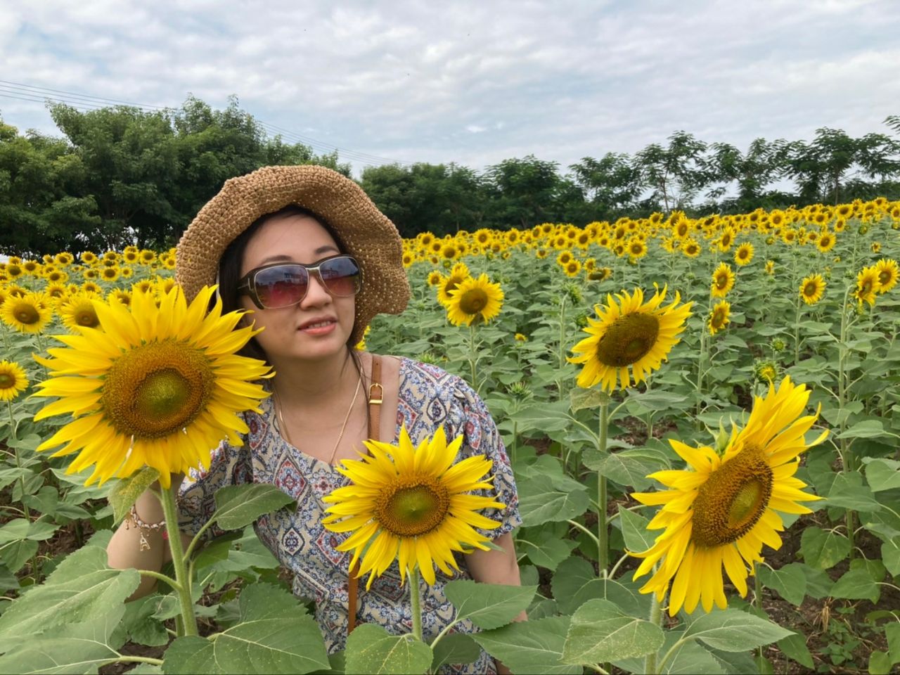 Sunflower Farm Jalajala Rizal | Best Flower Site