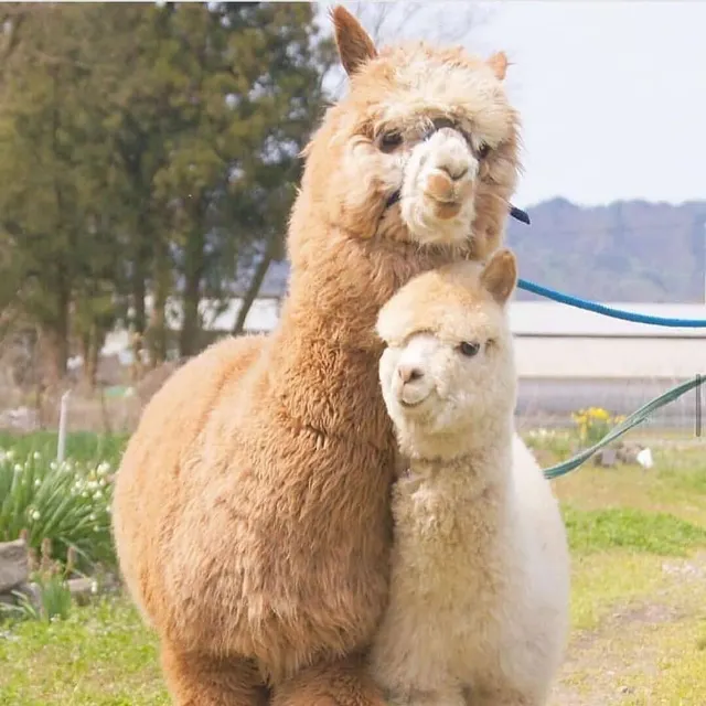 【大埔好去處】5個必去大埔景點! 打卡/親親大自然/懷緬歷史景點