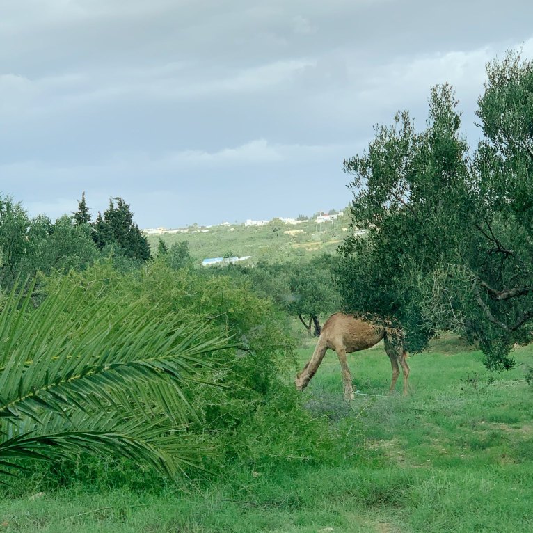 Sousse Travel Guide 2023 - Things to Do, What To Eat & Tips | Trip.com