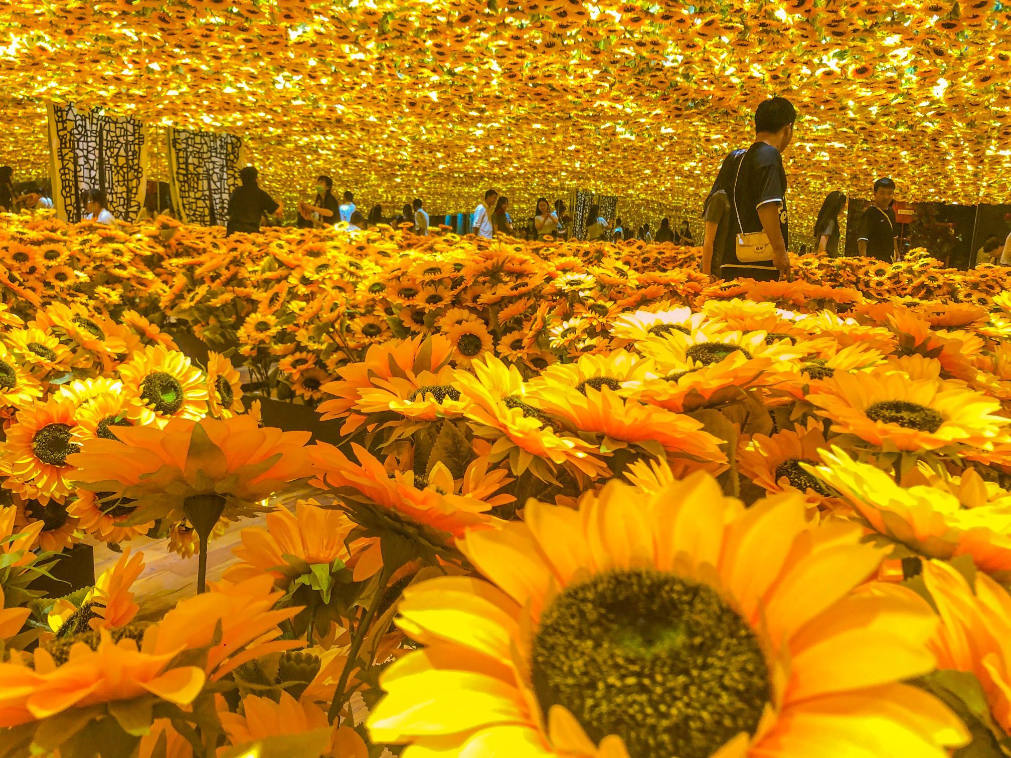 วันที่และแผนการเดินทางไป 【 he fei 】 《 bu yi yang de bi jia suo 》 chen ...