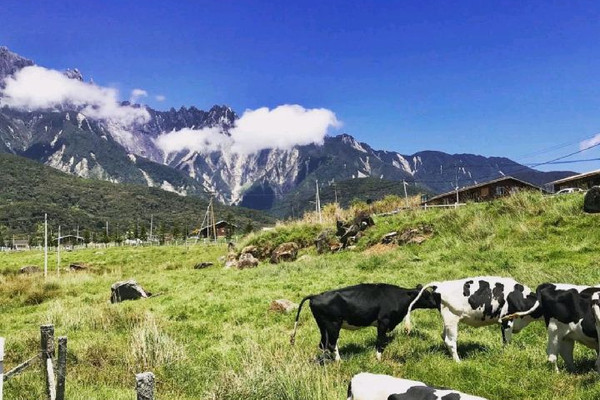 Desa Dairy Farm | Trip.com Ranau