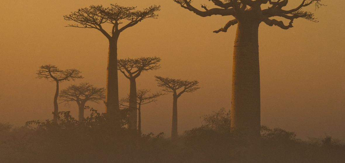 Morondava Travel Guide 2024 - Things to Do, What To Eat & Tips | Trip.com