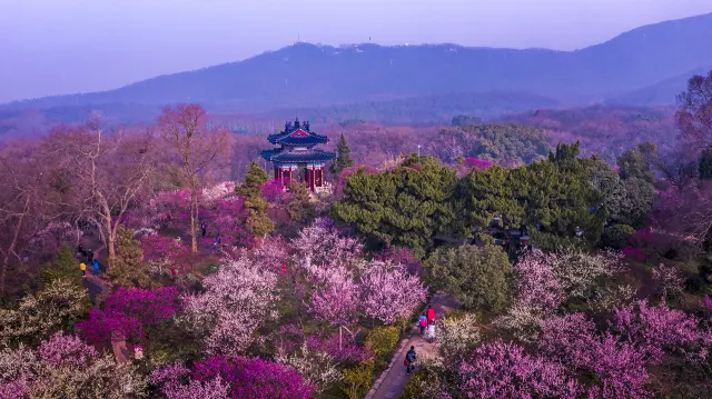 2025 Best Places to See Beautiful Flowers in China - Trip.com