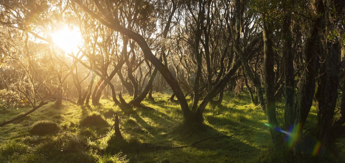 แนะนำการเดินทาง Aberdare Forest 2024 - สิ่งที่ควรทำ, อาหารที่ควร ...