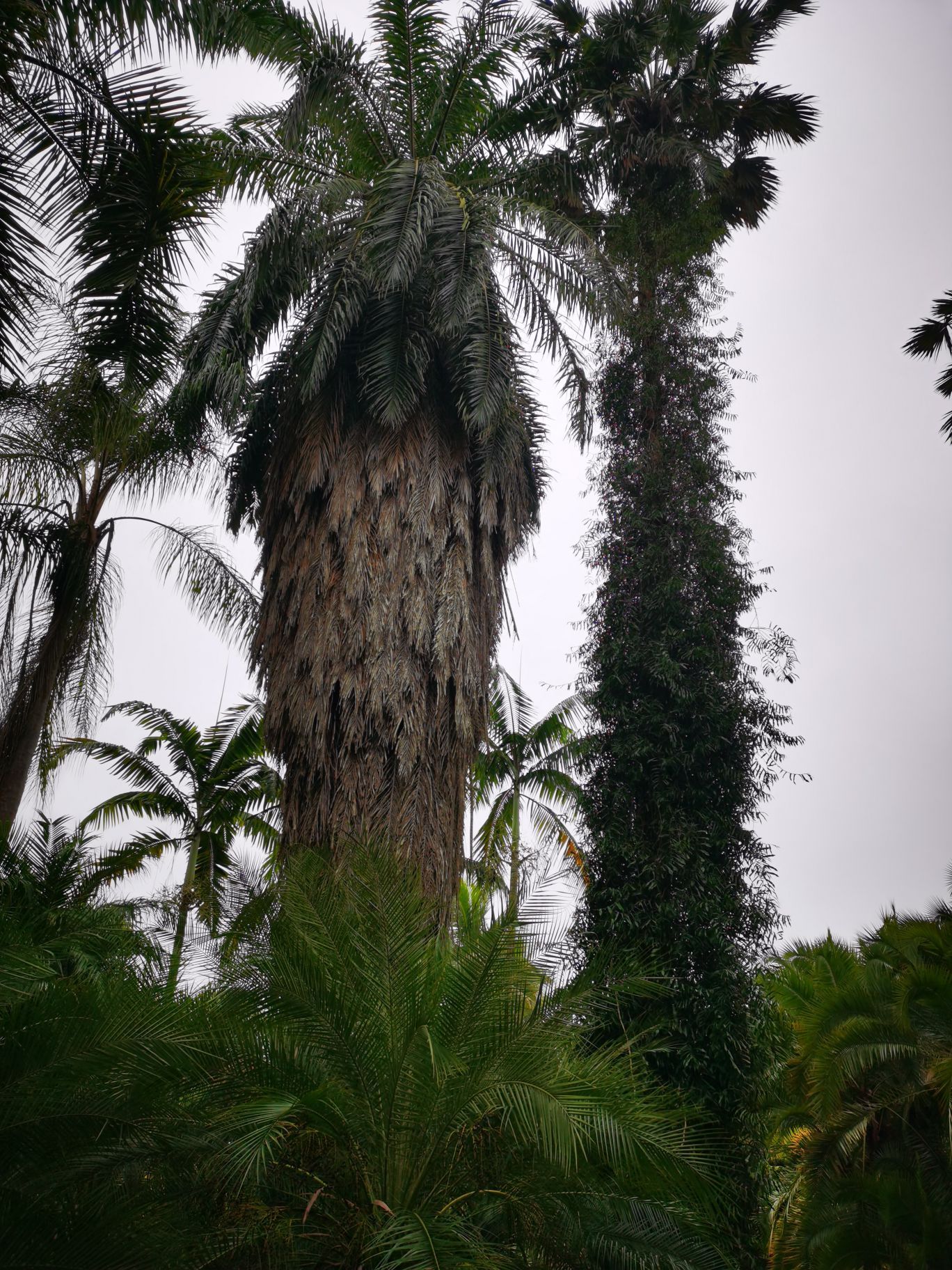 Are Palm Tree Droppings Bad For Dogs