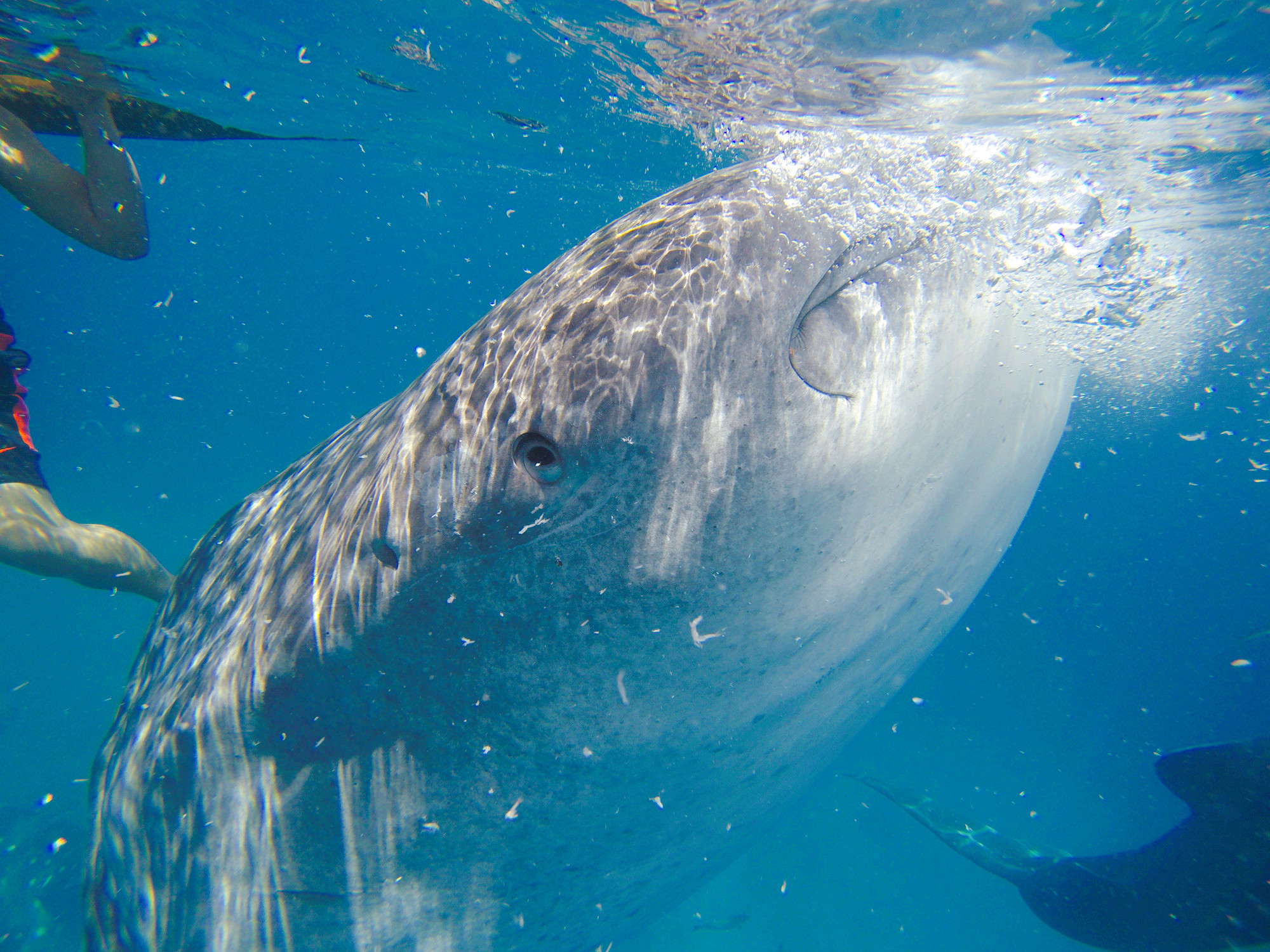 Taug Whale Shark Watching and Snorkeling - จองตั๋ว, เวลาเปิด-ปิด, รีวิว ...