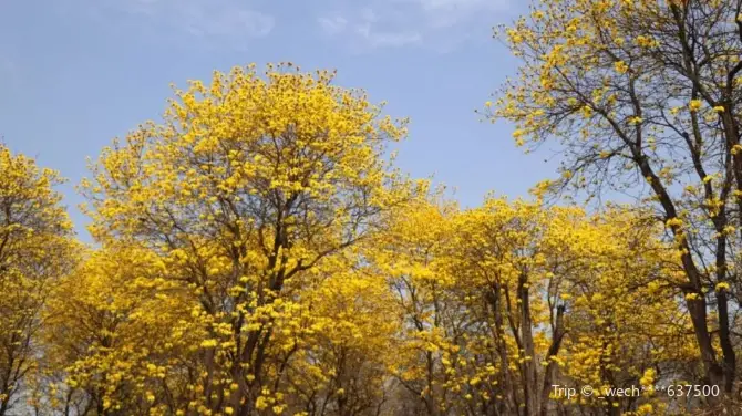 Blue Maple Garden Tickets [2025] - Promos, Prices, Reviews & Opening ...