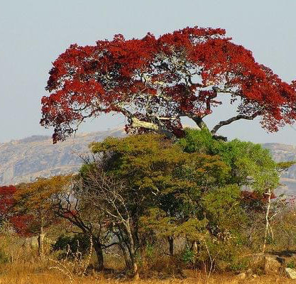 #tripaway Msasa trees Brachyst | Trip.com Zimbabwe