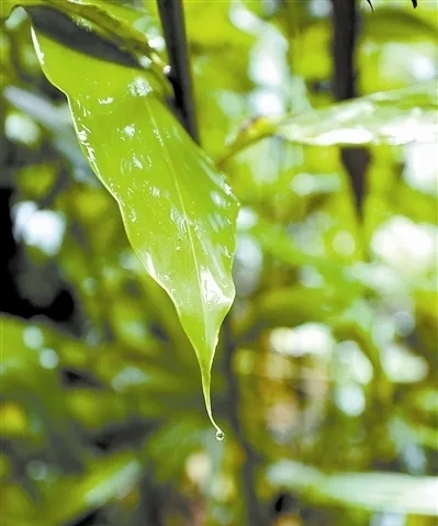 Drip Tips In The Tropical Rainforest