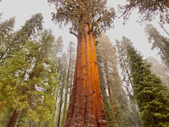 Magic Sequoia Spacious Home - California