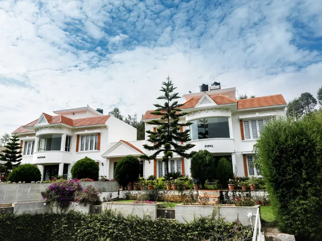 Twin Tree - Kotagiri
