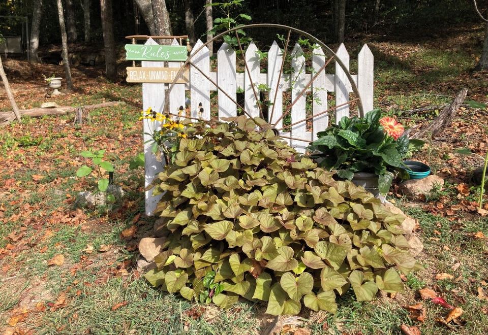 Epic Hawk Watching Fire Tower-Fall Migration Hotspot and Outdoor ...