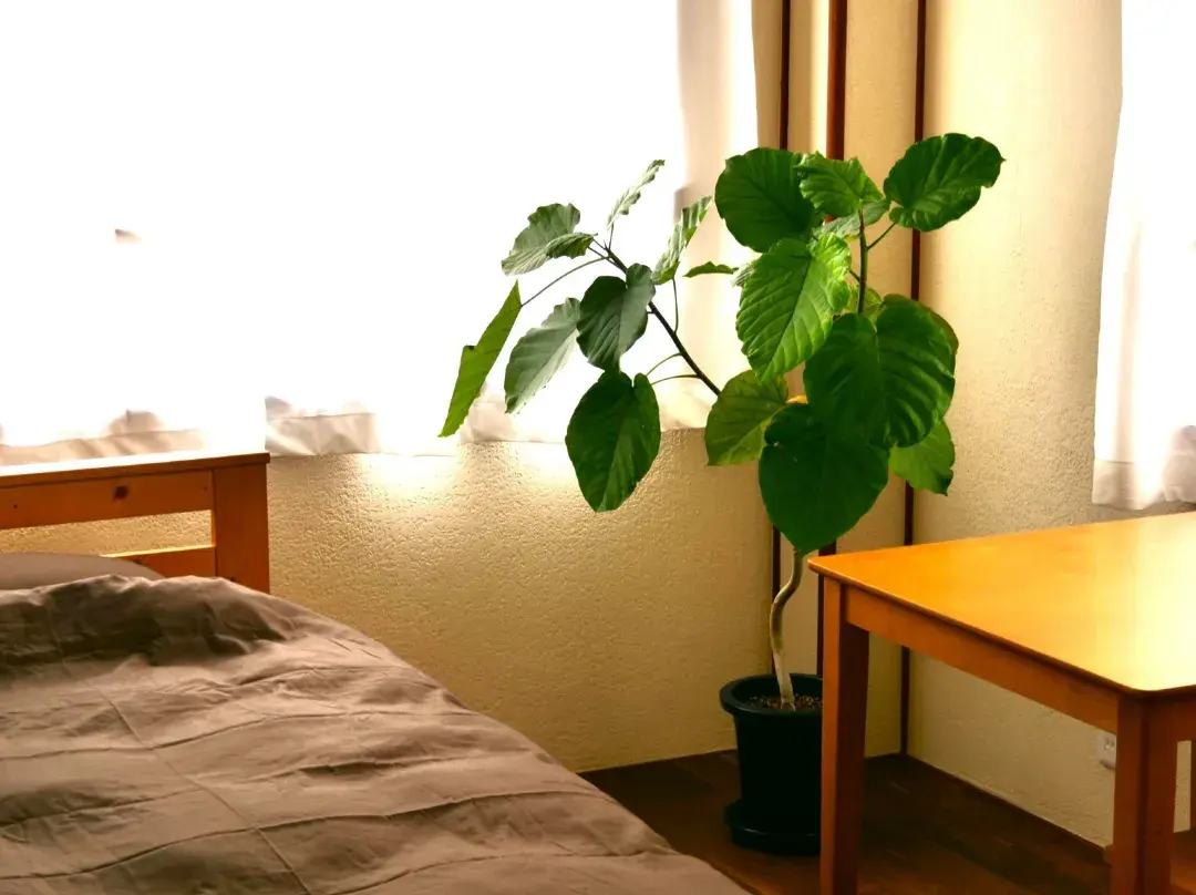 Women Only Ulala Guesthouse - 萩市