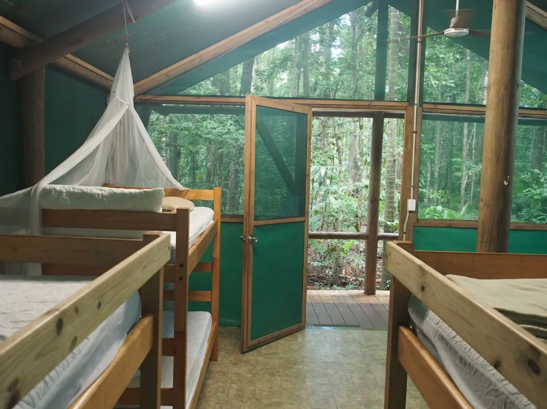 Daintree Crocodylus - Queensland