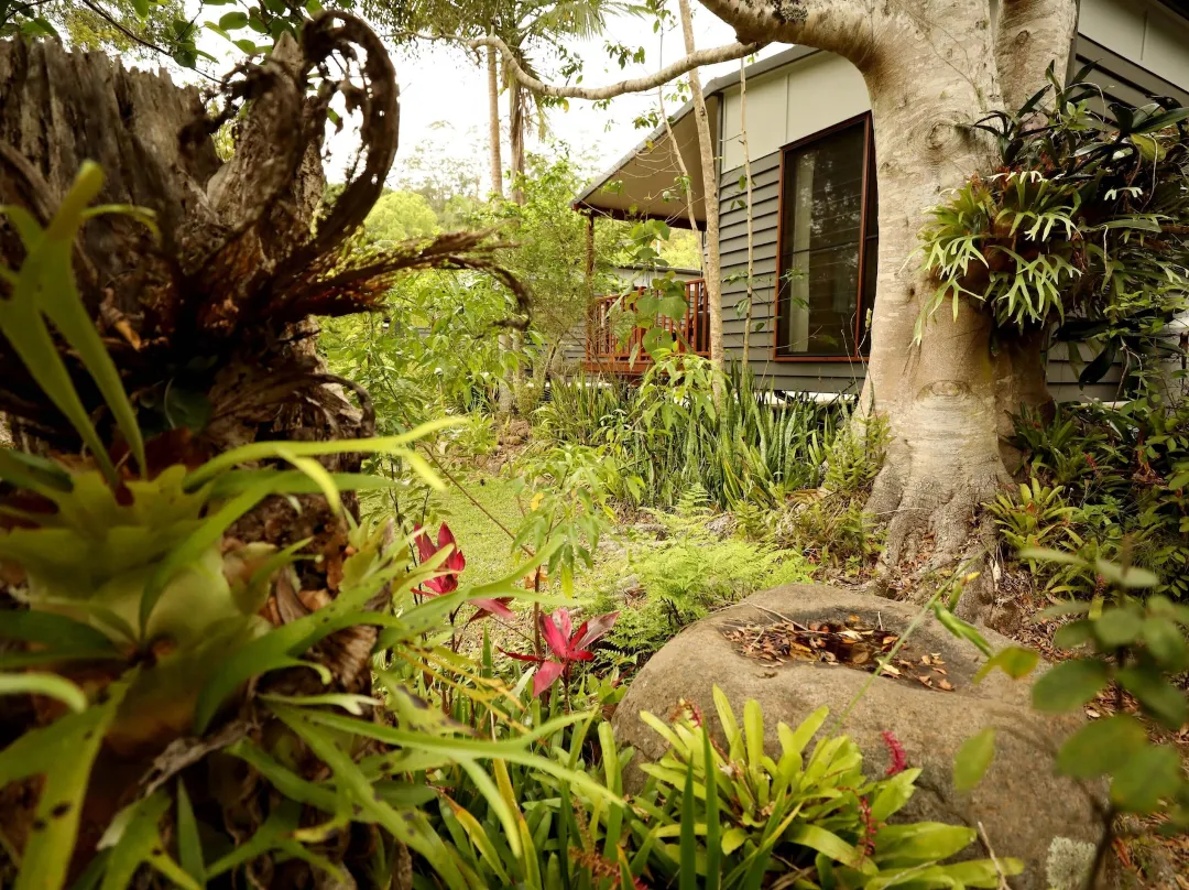 Mt Warning Rainforest Park - Uki