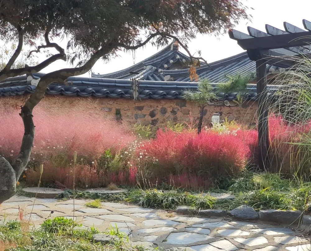 Naju Gotaeg Flowers Are Blooming On The Mountain - 나주시