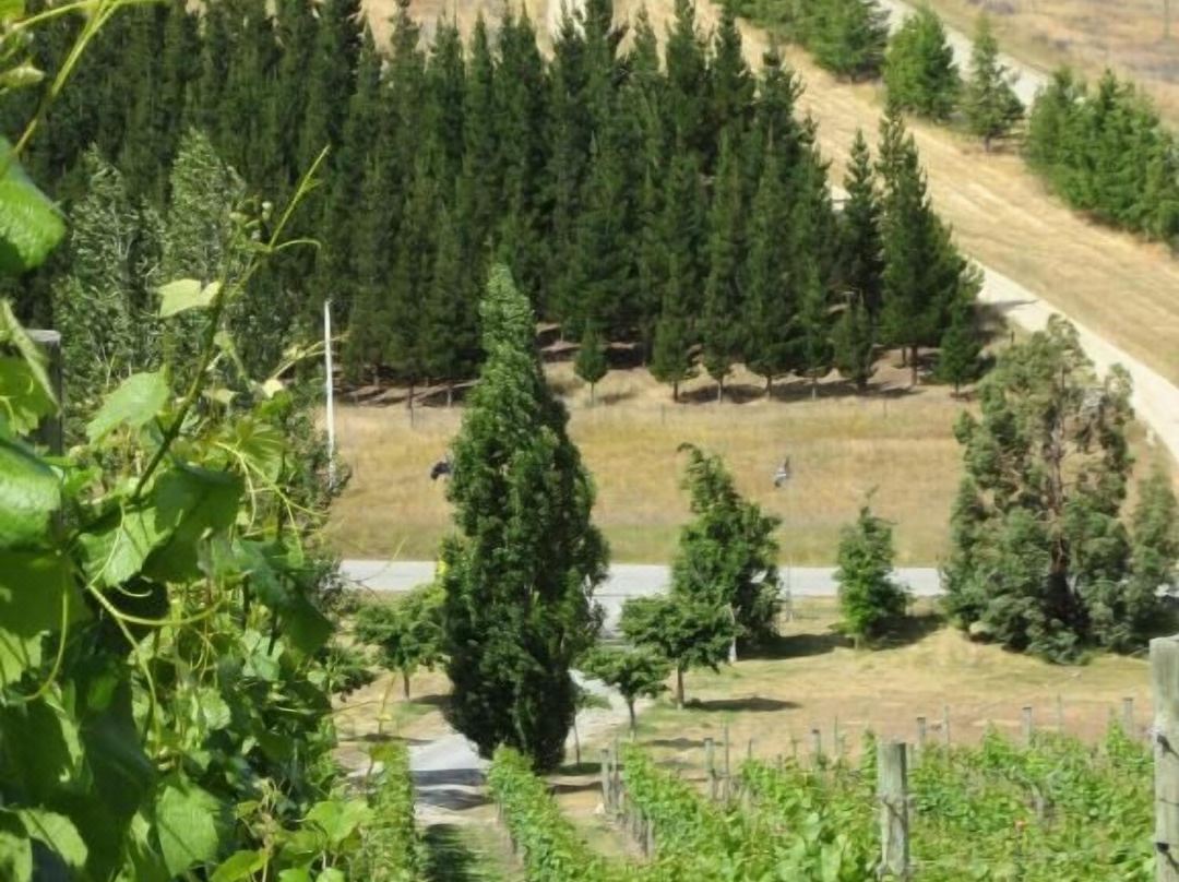 Hawkdun Rise Vineyard & Accommodation - Alexandra, New Zealand