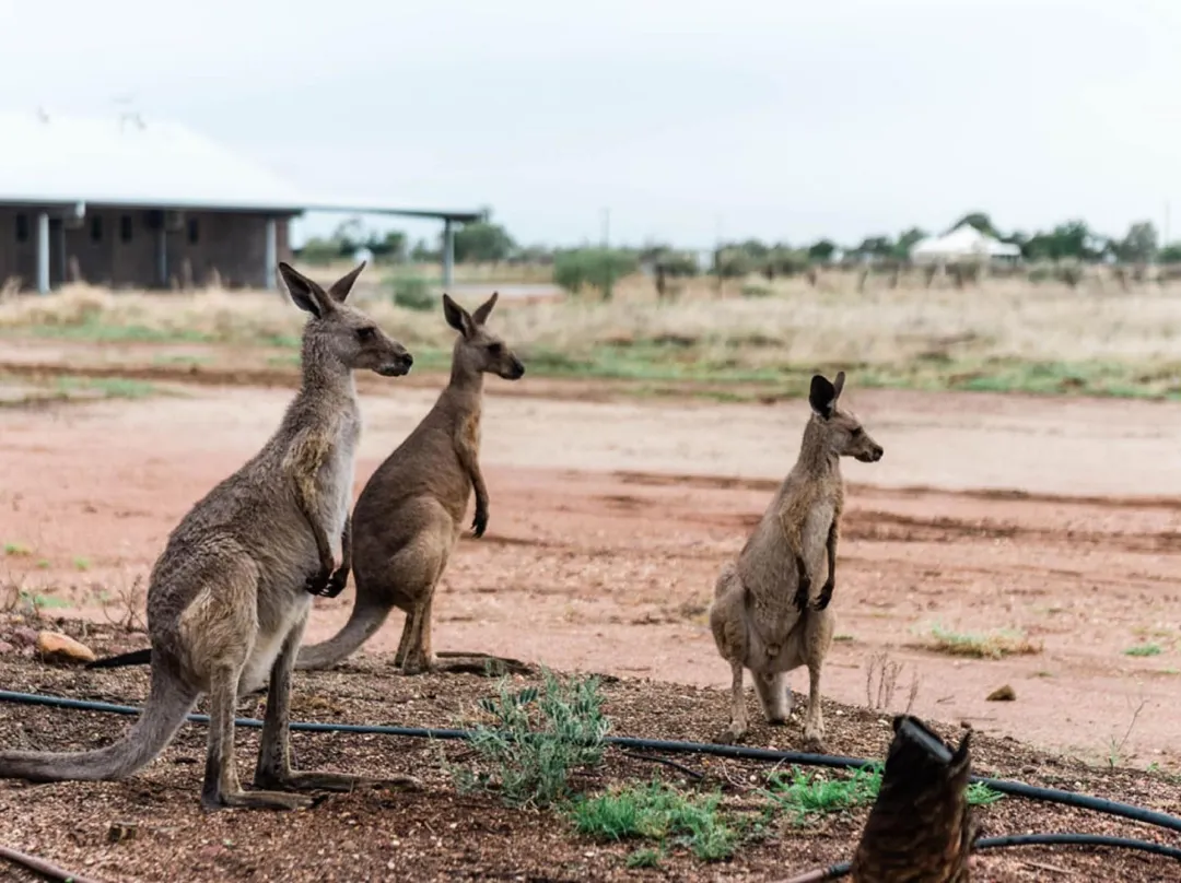 Saltbush Retreat - Longreach