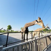 Nantong Sendi Tribe Treehouse Reviews: 4257 Real Guest Ratings 2025 ...
