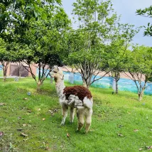 Nantong Sendi Tribe Treehouse Reviews: 4257 Real Guest Ratings 2025 ...