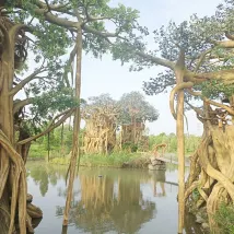 Nantong Sendi Tribe Treehouse Reviews: 4257 Real Guest Ratings 2025 ...
