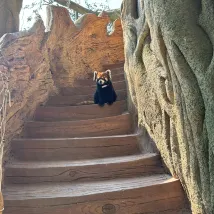 Nantong Sendi Tribe Treehouse Reviews: 4257 Real Guest Ratings 2025 ...