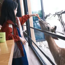 Nantong Sendi Tribe Treehouse Reviews: 4257 Real Guest Ratings 2025 ...