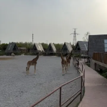 Nantong Sendi Tribe Treehouse Reviews: 4257 Real Guest Ratings 2025 ...