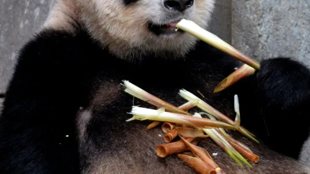 Chengdu Panda Research Base Half Day Private Guided Tour | Trip.com