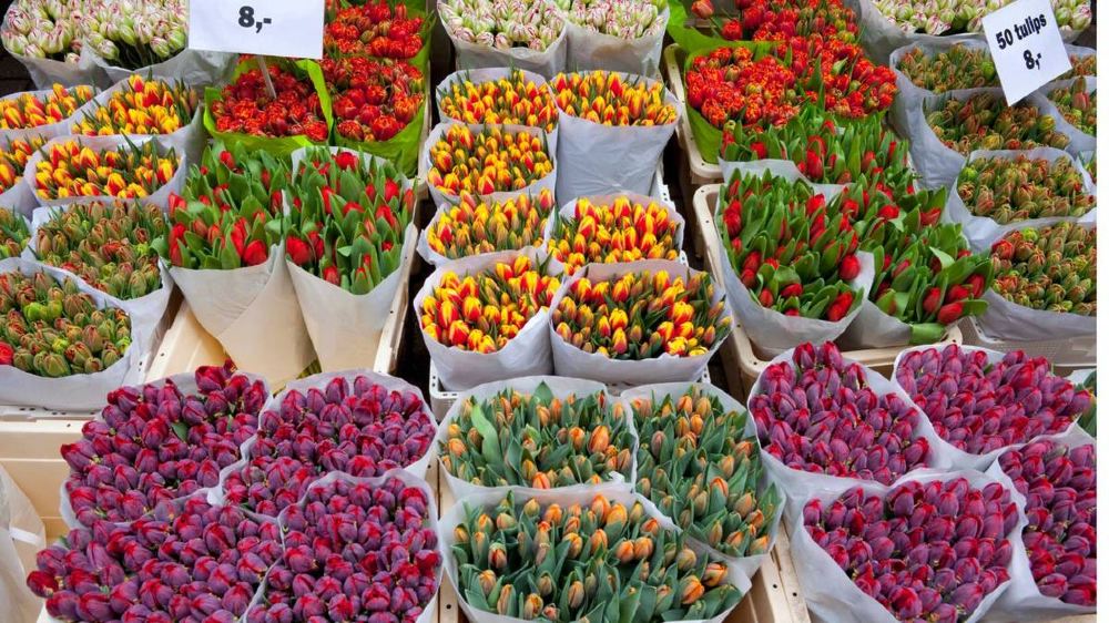 Tour 1 ngày Kênh đào Amsterdam + Quảng trường Bảo tàng + Chợ hoa Singel ...