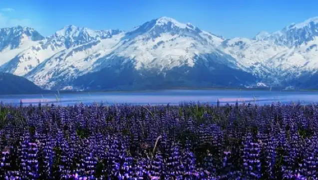 From Anchorage: Alaska Wildlife Center & Turnagain Arm Tour | Trip.com