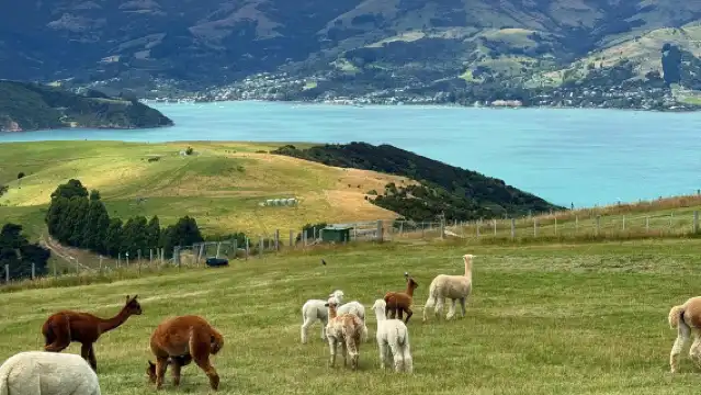 Akaroa Alpaca Farm, Dolphin Watching Boat, and Giant's House, New ...